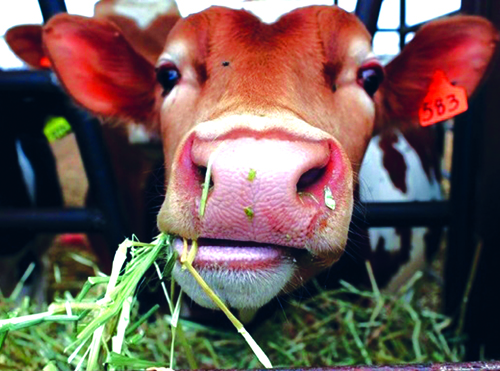 თქვენს ძროხას საყურე აქვს? - კვირის პალიტრა