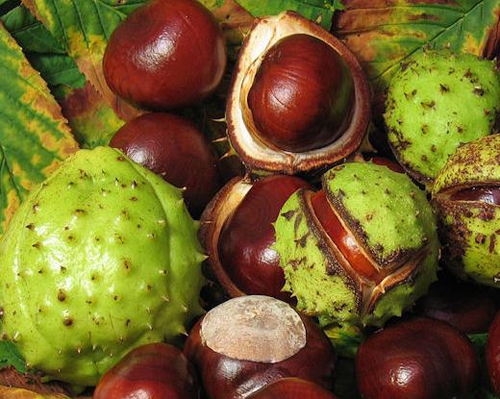 წაბლი -სახსრების მკურნალი - კვირის პალიტრა