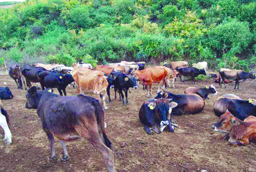 როგორ დავიცვათ საქონელი დაავადებებისგან? - კვირის პალიტრა