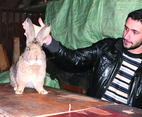 "მრავლდებიან, როგორც კურდღლები" - კვირის პალიტრა