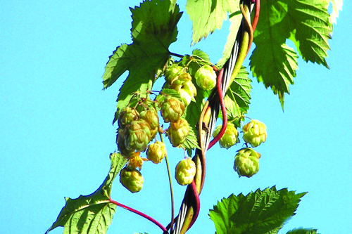 კითხვა-პასუხი - კვირის პალიტრა