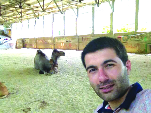 "ვაკელი" აქლემი "ქმარს" ეძებს - კვირის პალიტრა