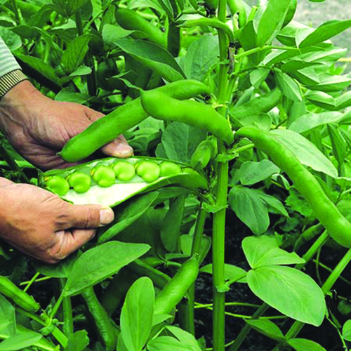 უსამართლოდ დაჩაგრული ცერცვი - კვირის პალიტრა