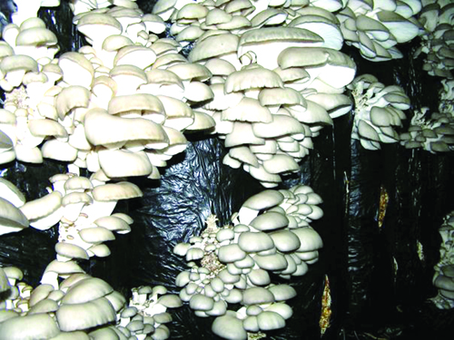 ხის სოკო - გემრიელი და უსაფრთხოც - კვირის პალიტრა