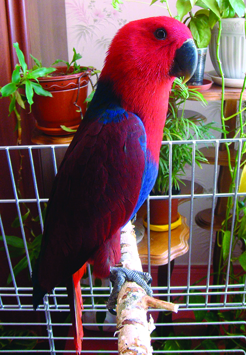 როკო და მისი "მოლაყბე ძმები" - კვირის პალიტრა