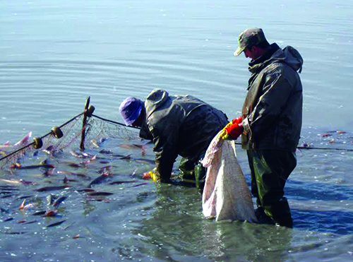 გურული თევზაძეების თევზსაშენი - კვირის პალიტრა