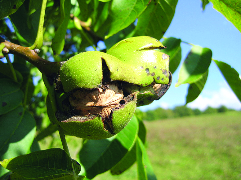 "კარგი კაკალი მხოლოდ ნამყენი გამოდის" - კვირის პალიტრა