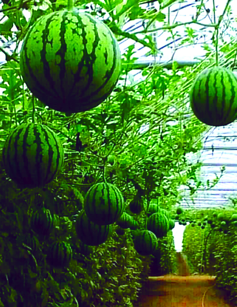 საზამთროს "დაკიდებული ბაღები" უდაბნოში - კვირის პალიტრა