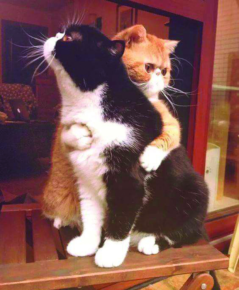 "ჩემი ფისოები პოპკორნსაც მიირთმევენ და ფილმებსაც ხალისით უყურებენ ...