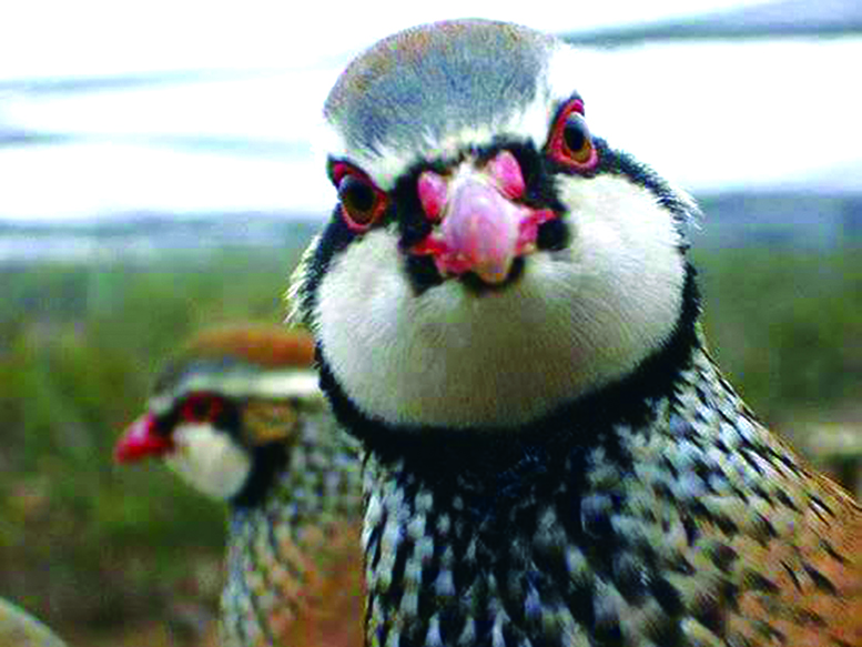კაკბების ფერმა არაკომერციული მიზნისთვის - კვირის პალიტრა
