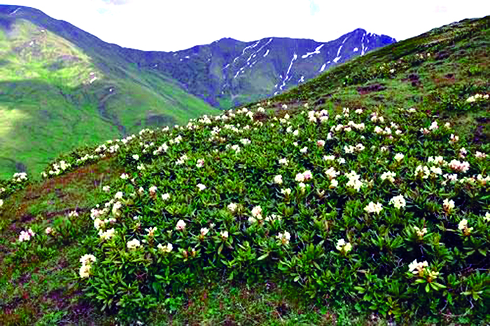 ხევსურული "მთის თაიგული" - კვირის პალიტრა