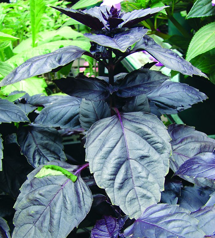 როგორ გადაიქცა ჩვენებური რეჰანი მოდურ ბაზილიკად - კვირის პალიტრა