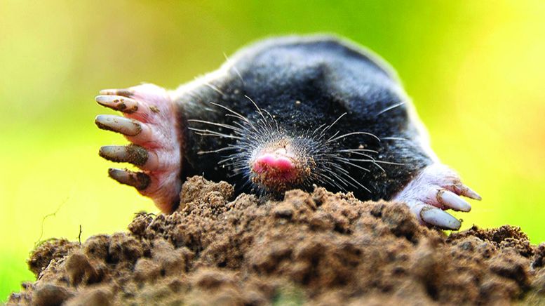 თხუნელების მიწისქვეშა ქვეყანა - კვირის პალიტრა