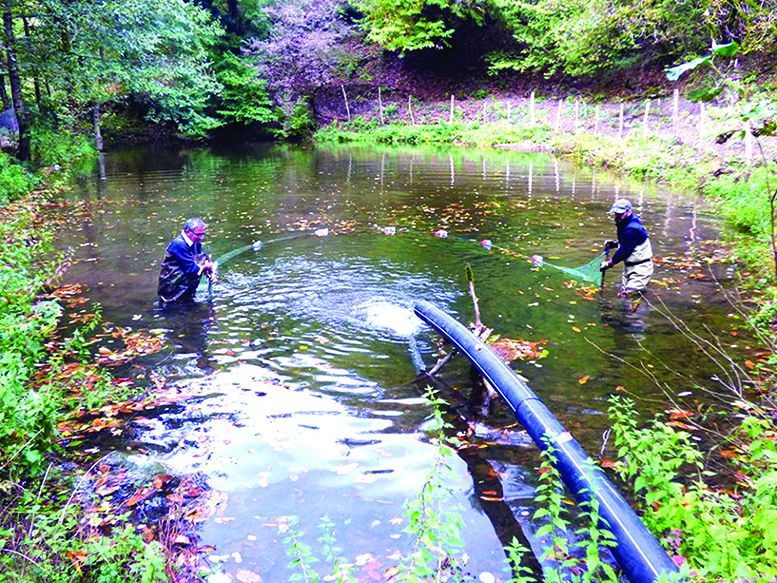 მდინარეს კალმახი აცოცხლებს - კვირის პალიტრა