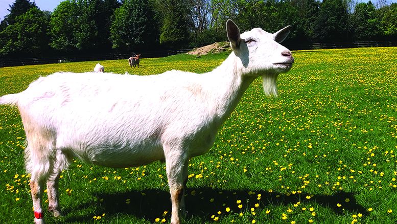 ზაანური თიკნიდან მესამე თაობის თხებამდე - კვირის პალიტრა