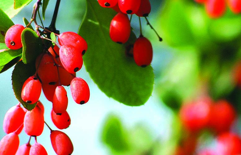 "უკვდავების" წითელი კუნწულები - კვირის პალიტრა