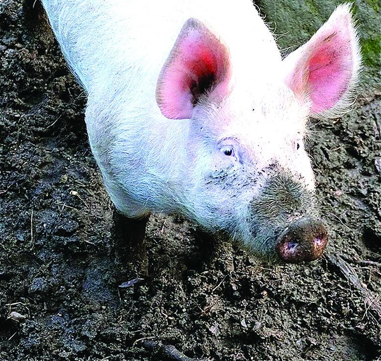 ღორის ქელეხი გურიაში - კვირის პალიტრა