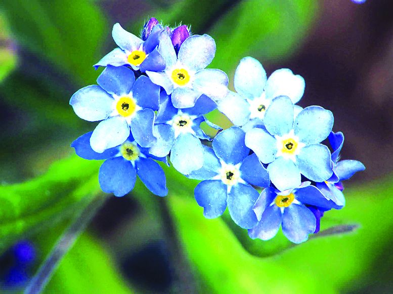 დაუვიწყარი კესანები - კვირის პალიტრა