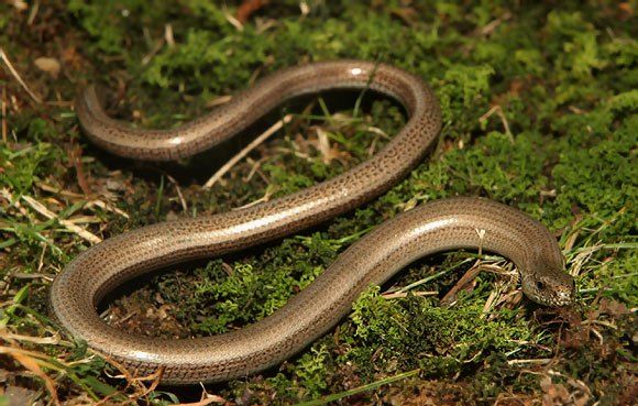 "გამოძახებები გააქტიურებულია" - 1-ლი აპრილიდან 17 მაისამდე, თბილისში 44 ...