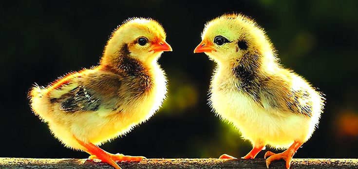 როგორ მოვუაროთ წიწილებს - კვირის პალიტრა