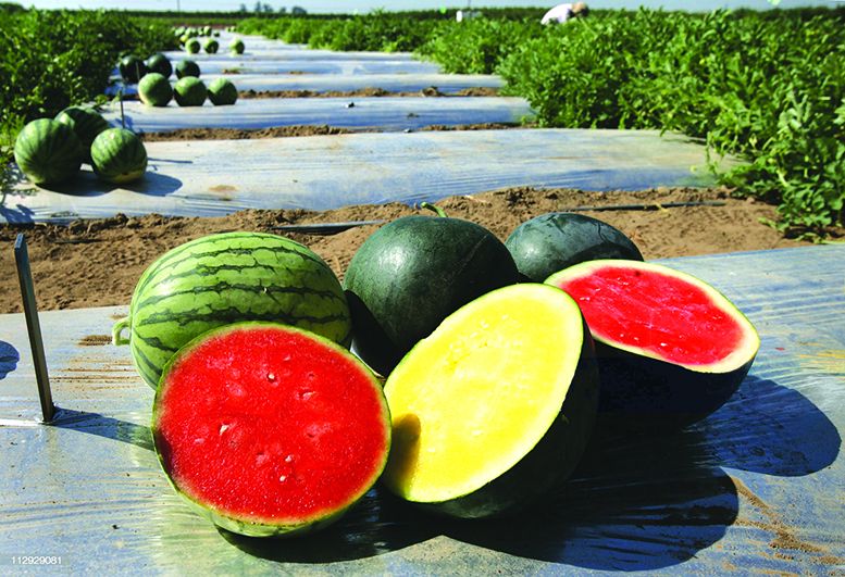 "რამდენი ცალიც უნდა გაჭრა, სხვადასხვა გემოს შეიგრძნობ" - ყვითელი ...