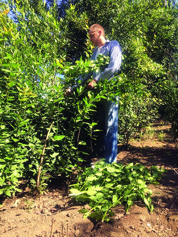 მსოფლიო ბაზარზე კეთილშობილ დაფნაზე მოთხოვნა იზრდება - კვირის პალიტრა