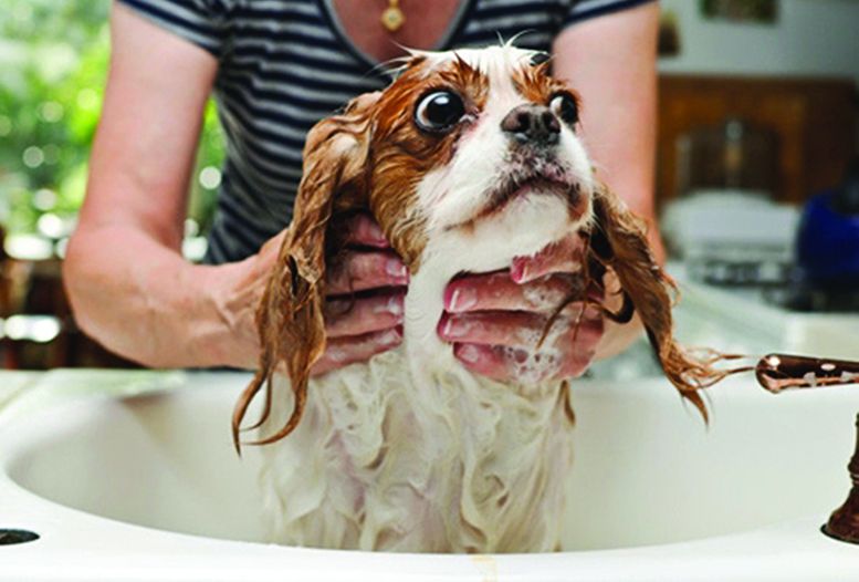 სასტუმრო ძაღლებისთვის - კვირის პალიტრა