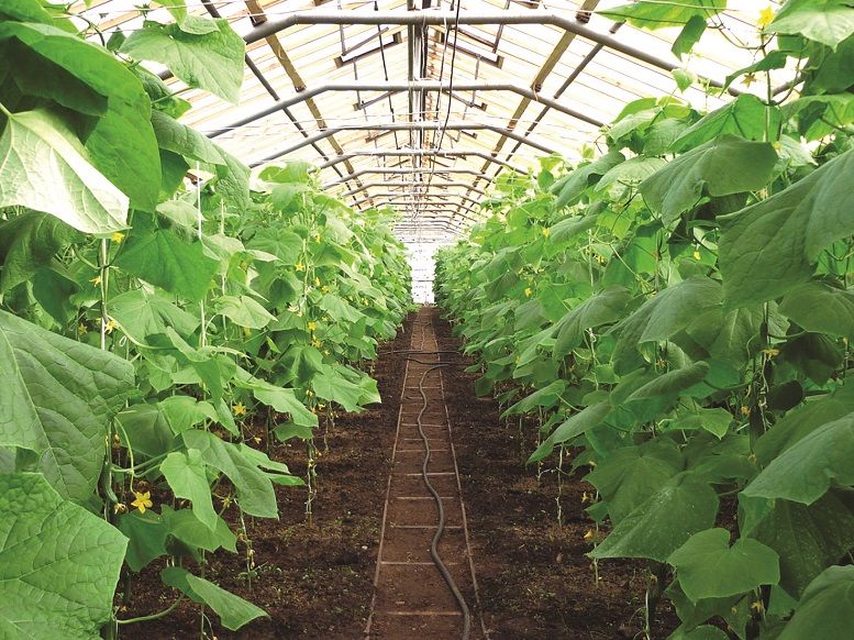 როგორ გავზარდოთ "სათბურის ეფექტი" - კვირის პალიტრა