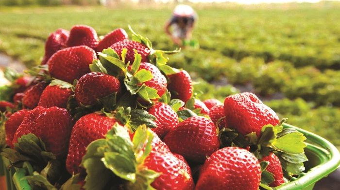 მარწყვის "ფესტივალი" ურეკში - კვირის პალიტრა