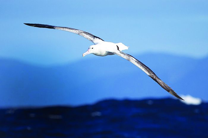 ალბატროსის საიდუმლო - კვირის პალიტრა