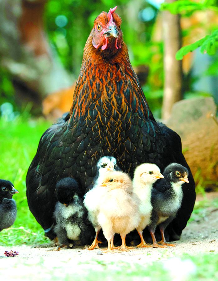 შინაური ფრინველის ქცევა - კვირის პალიტრა