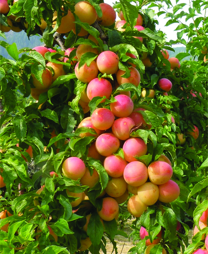 ტყემლის ტყემლის "ტკბილი" ბიზნესი - კვირის პალიტრა