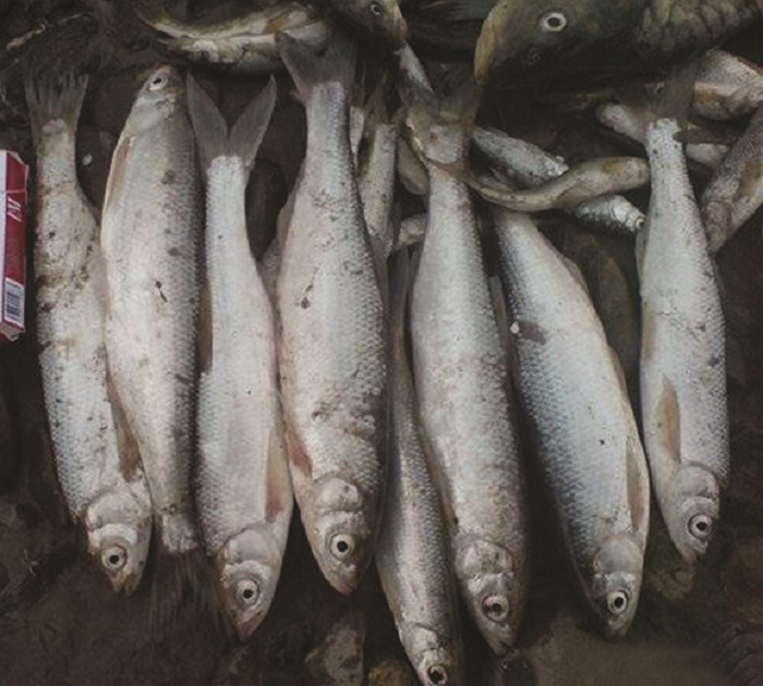 სამეფო თევზი შამაია - კვირის პალიტრა