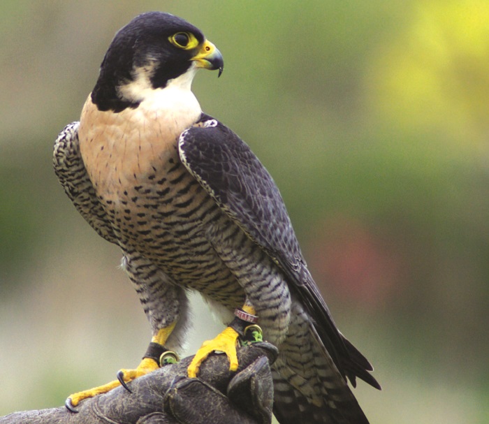 ყველაზე სწრაფი არსება დედამიწის ზურგზე - კვირის პალიტრა