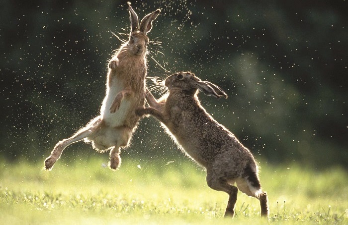 რატომ აბაკუნებს კურდღელი ფეხებს - კვირის პალიტრა