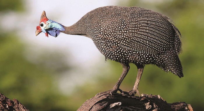 ეზოში "ავი" ციცარია - კვირის პალიტრა