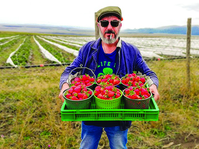 მარწყვის პლანტატორების ბრძოლა საგაზაფხულო მოყინვასთან - კვირის პალიტრა