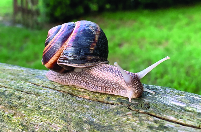 უწყინარი "უცხოპლანეტელი" - კვირის პალიტრა
