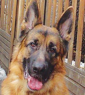 ბიმი და როკი არ ეპუებიან ოკუპანტებს, ანუ მესაზღვრე ძაღლები - კვირის პალიტრა