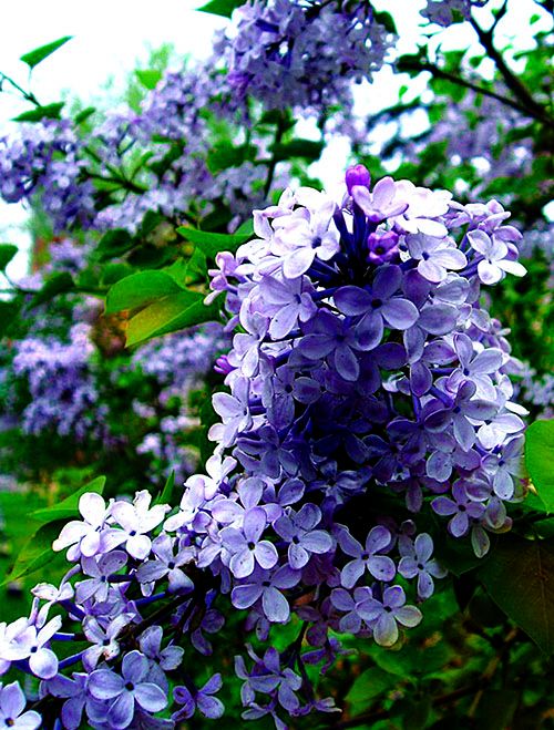 იასამანი მეორედ აყვავდა! - კვირის პალიტრა