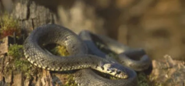 ვანის მუნიციპალიტეტში, ერთ-ერთ სახლში, სადაც ორი არასრულწლოვანი ...