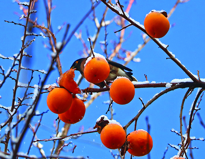სენაკური ხურმის „ახალი სიცოცხლე“ კახეთის ბაღებში - კვირის პალიტრა