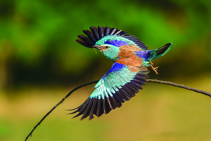 ყაპყაპი - არატროპიკული ჩიტი ტროპიკული ფერებით - კვირის პალიტრა