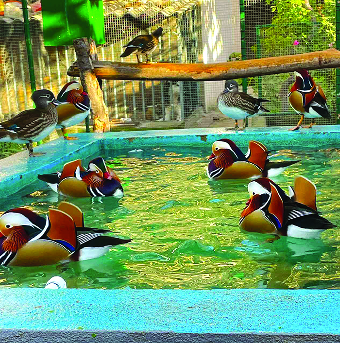 არაჩვეულებრივი გამოფენა წმინდა სისხლის ხოხბები გორში - კვირის პალიტრა