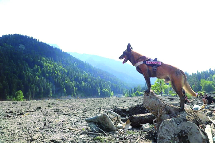 ძაღლი ხშირად საბედისწერო მოვლენებისას გადარჩენის ერთადერთი იმედია ...