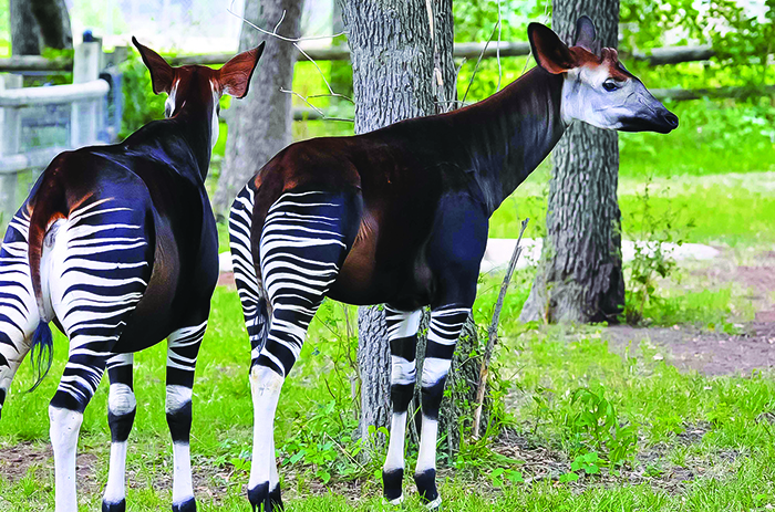 მარტოხელა „ლამაზმანი“ ჟირაფების ოჯახიდან - კვირის პალიტრა